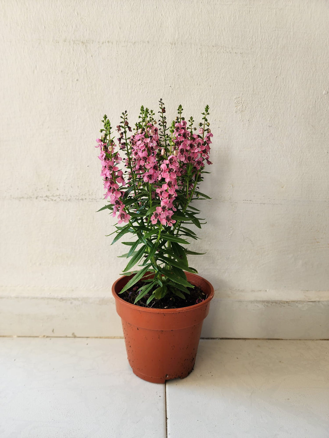 Products – Shi Sheng Plant