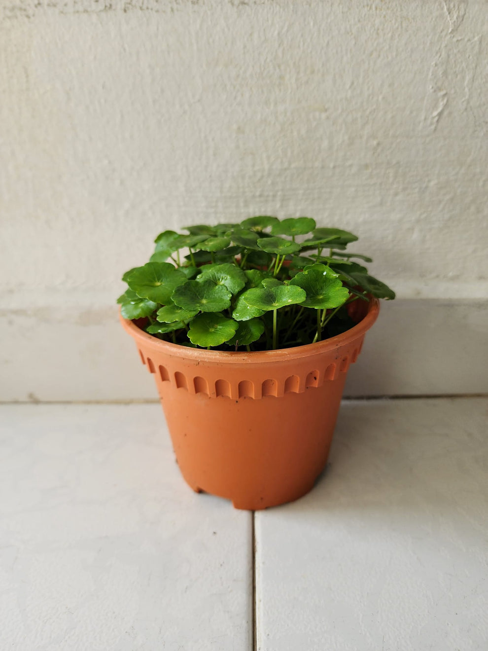 Hydrocotyle Vulgaris (Copper Coin) – Shi Sheng Plant