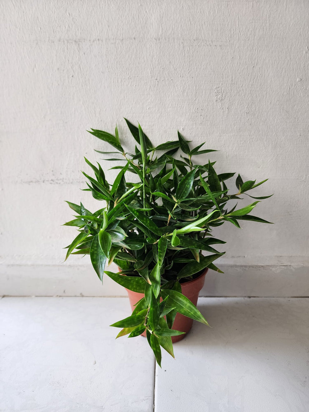 Japanese Bamboo Green – Shi Sheng Plant