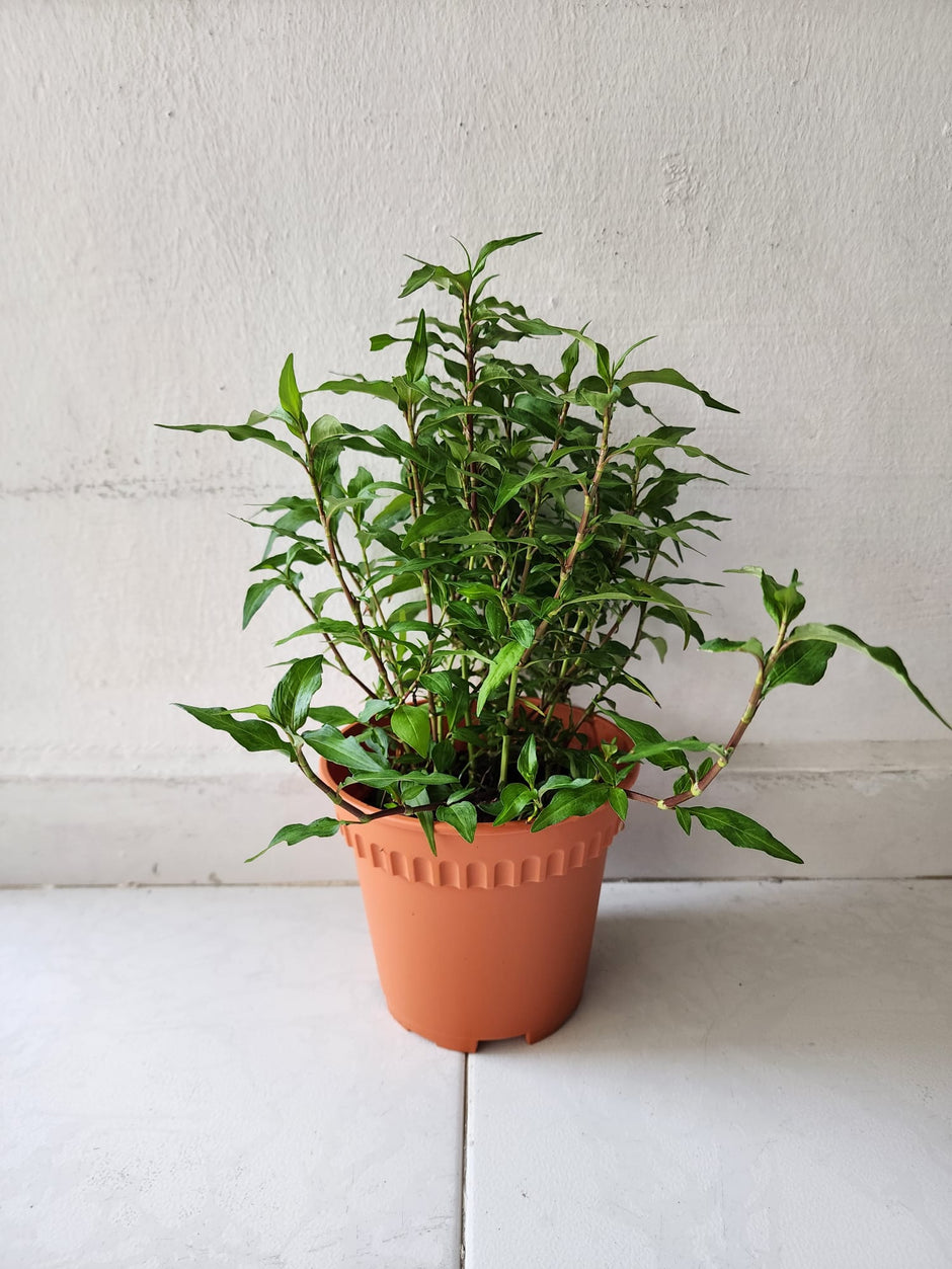 Products – Page 6 – Shi Sheng Plant
