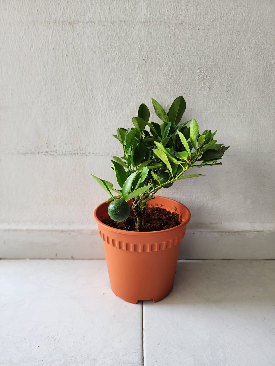 Products – Page 4 – Shi Sheng Plant