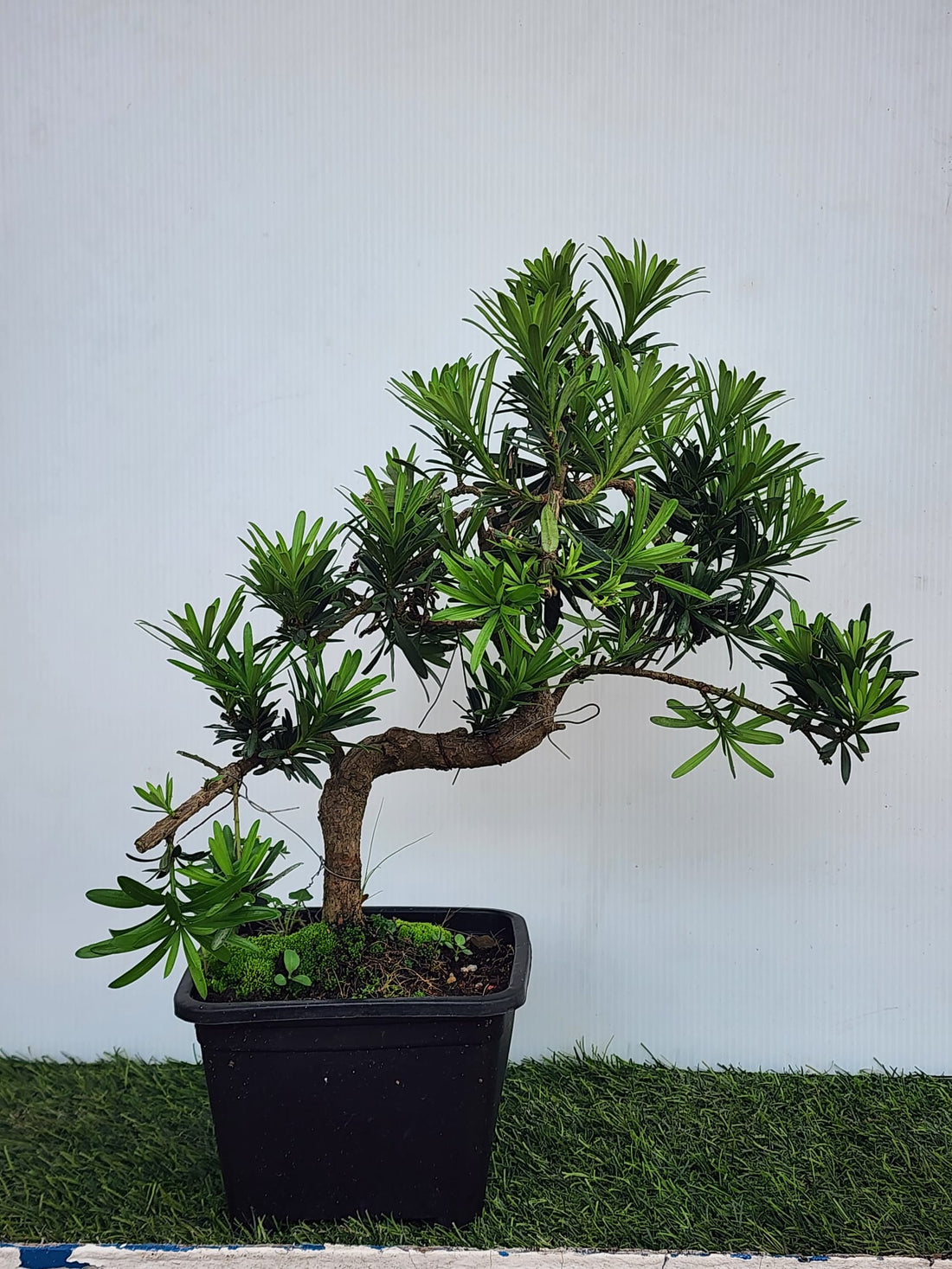 Luo Han Song – Shi Sheng Plant