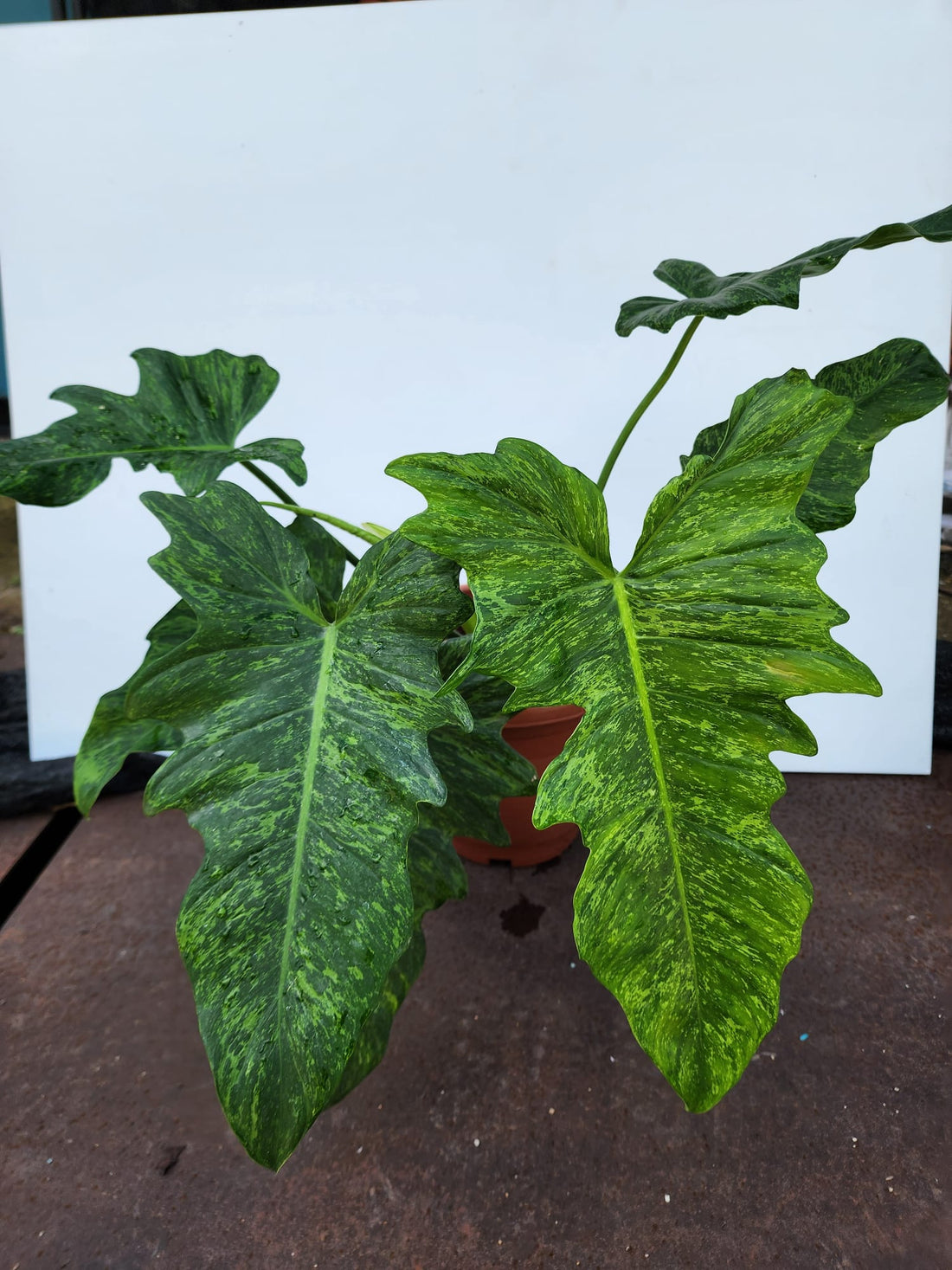 Philodendron Golden Dragon – Shi Sheng Plant
