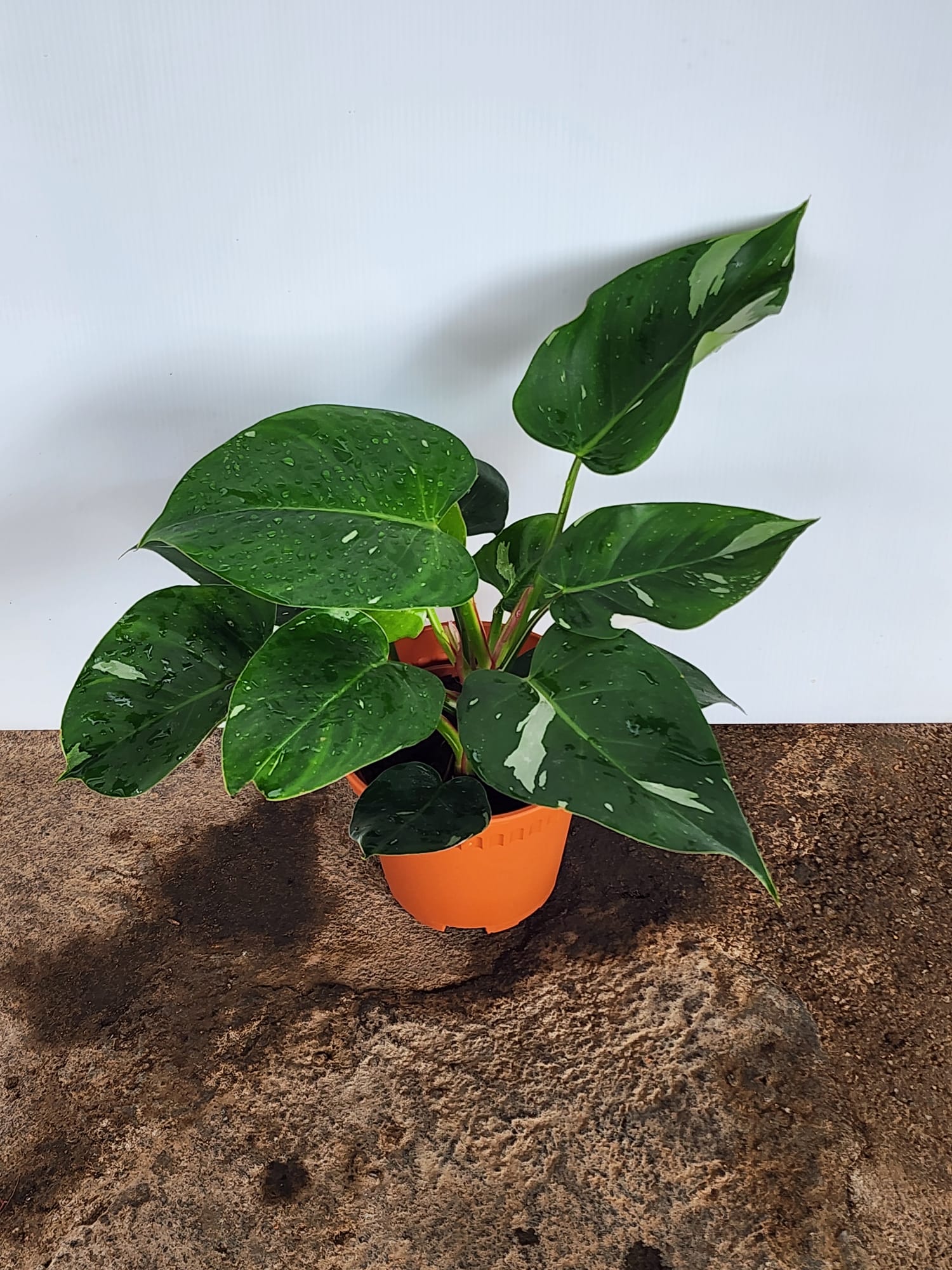 Philodendron White Princess – Shi Sheng Plant