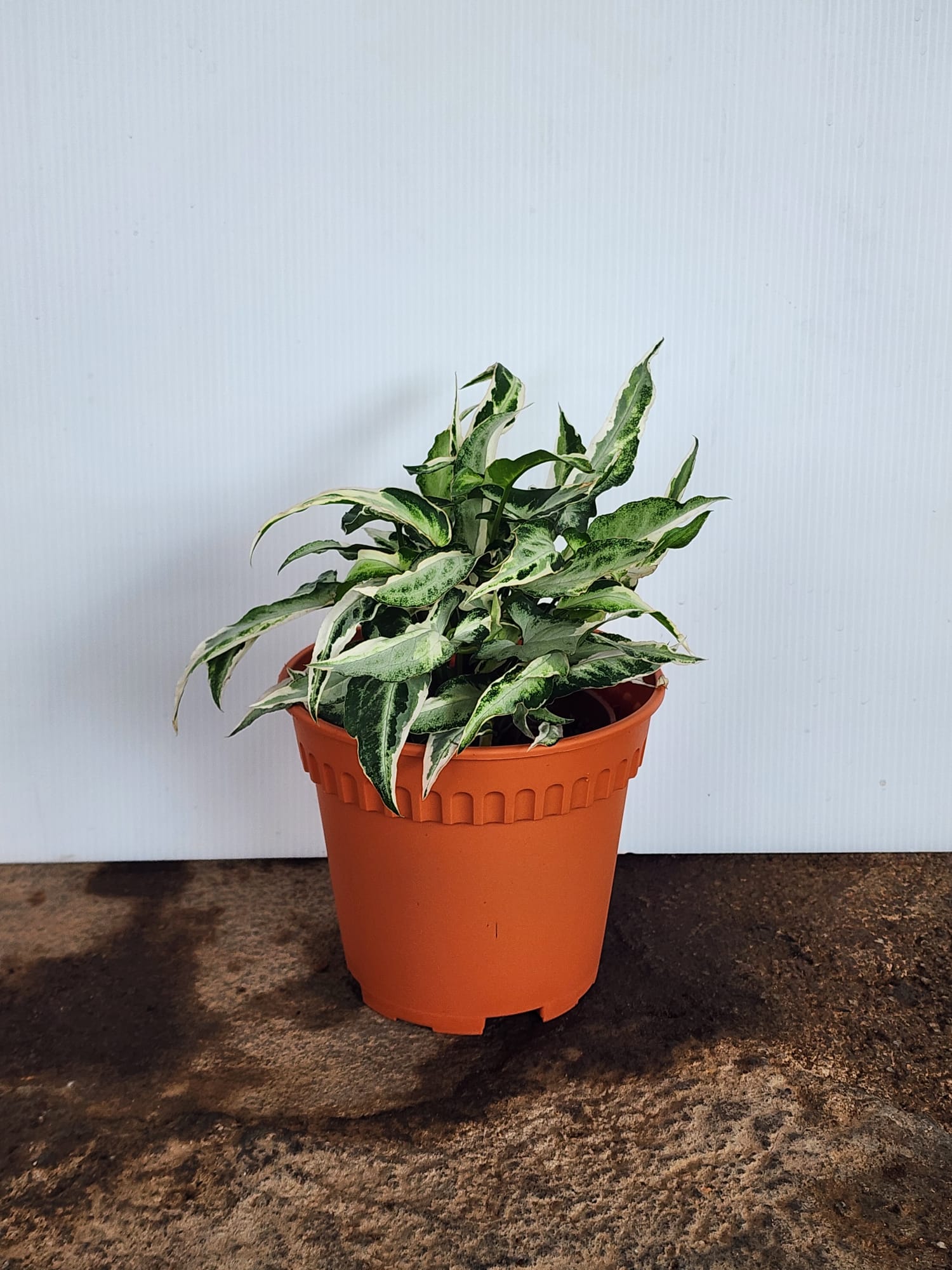 Syngonium Starlite Variegated – Shi Sheng Plant