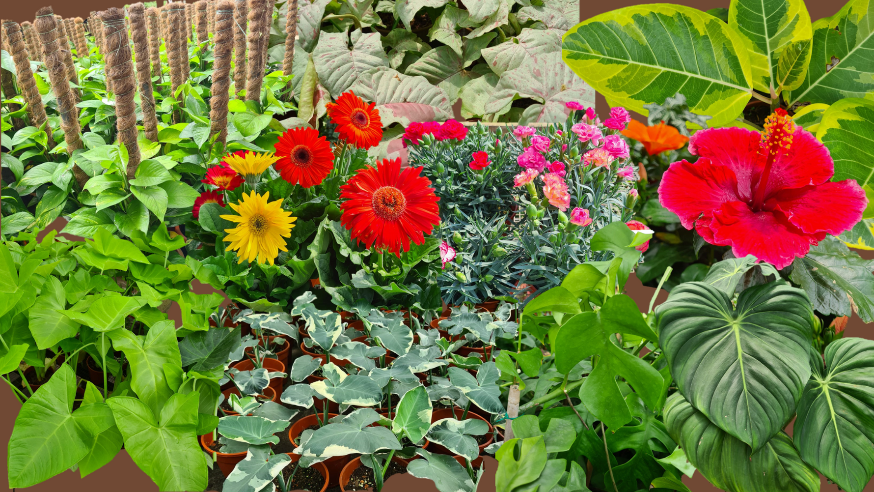 Shi Sheng Plant